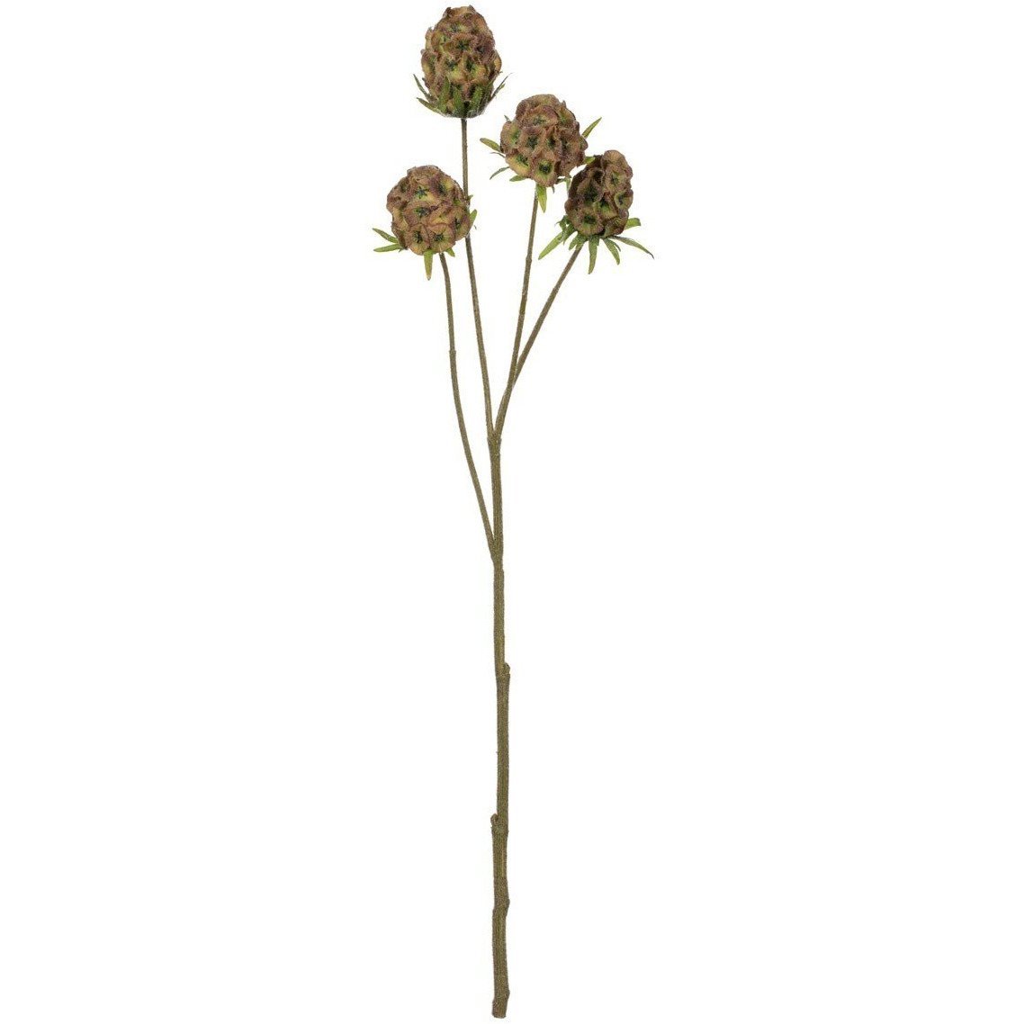 Seed Pod Stem – Lady of the Lake